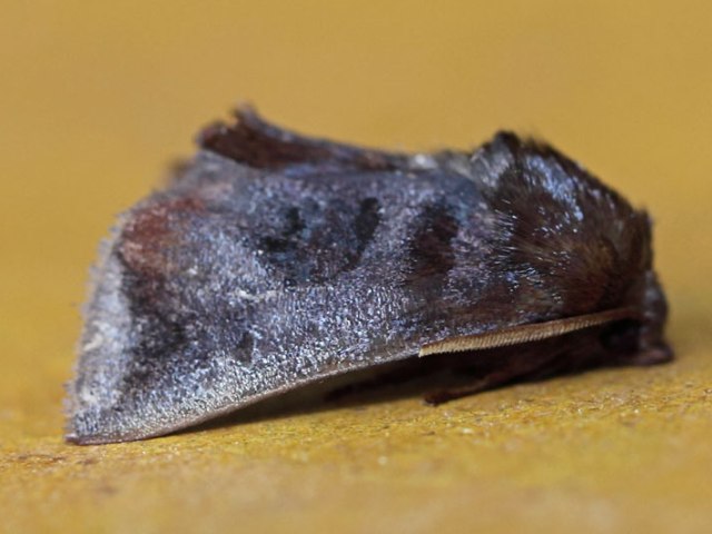 Thosea rufimacula African Moth