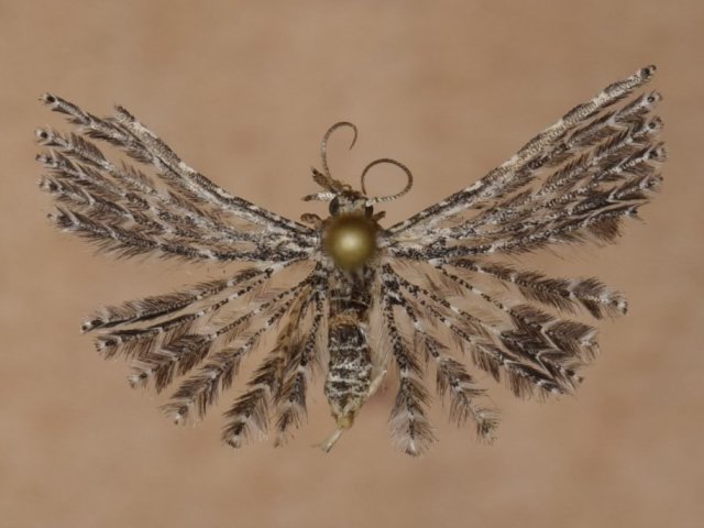 Alucita sp2 African Moths