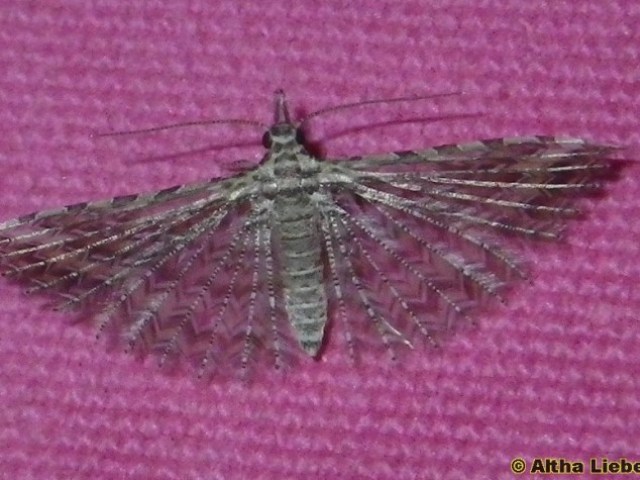 Alucita sp3 African Moths