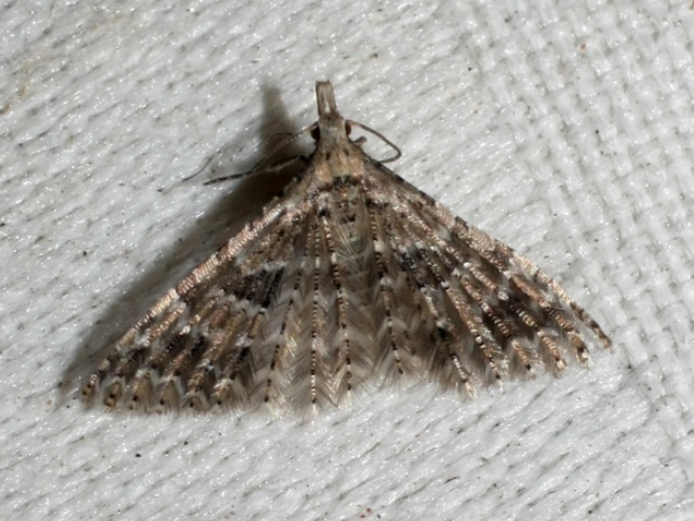 Alucita spicifera African Moths