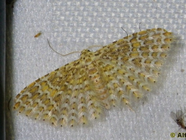 Alucita tesserata African Moths