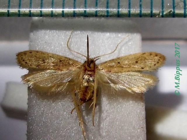 Autosticha pelodes African Moths