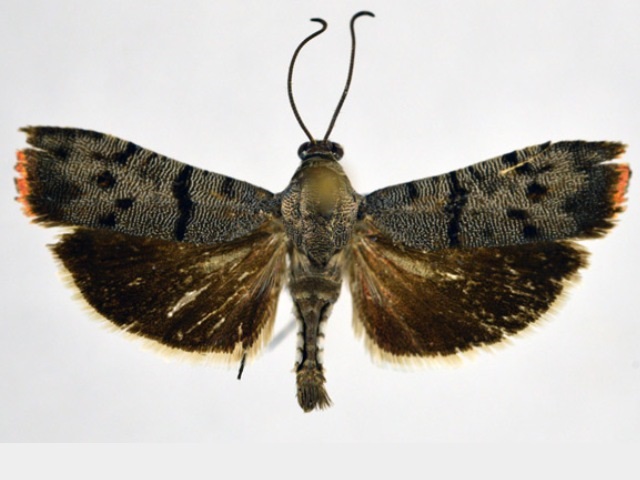 Phycodes substriata African Moths