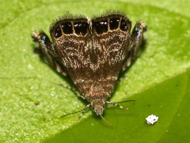 Brenthia sp3 African Moths