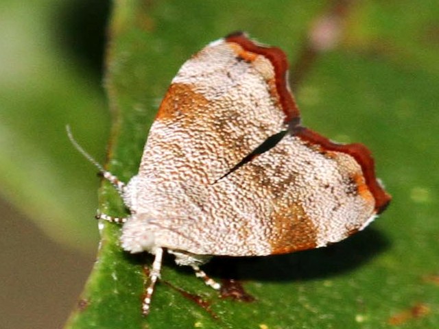 Anthophila sp1 African Moths