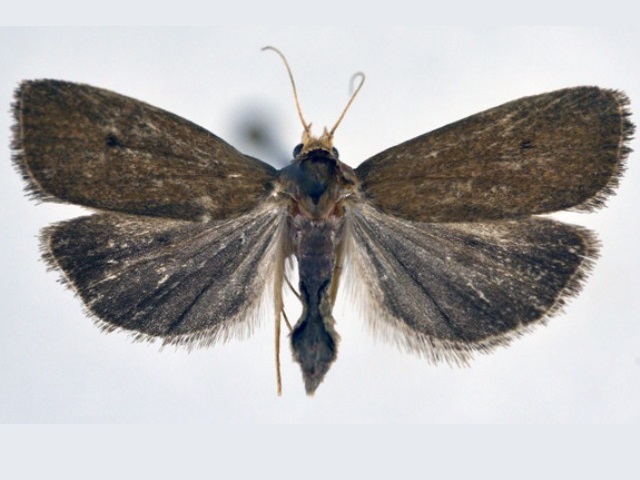 Imma infirma African Moths