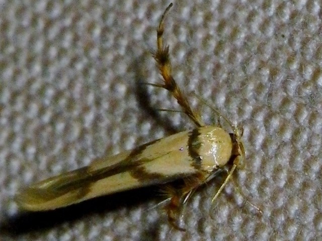 Stathmopoda crassella African Moths