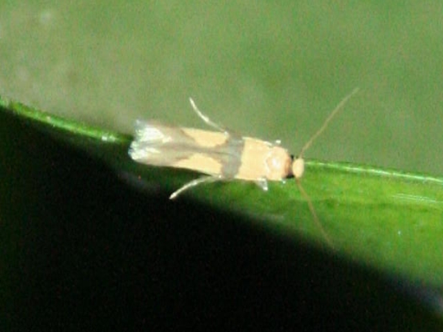 Stathmopoda luminata African Moths