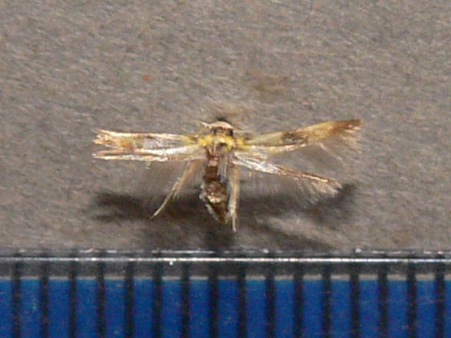 Stathmopoda auriferella African Moths