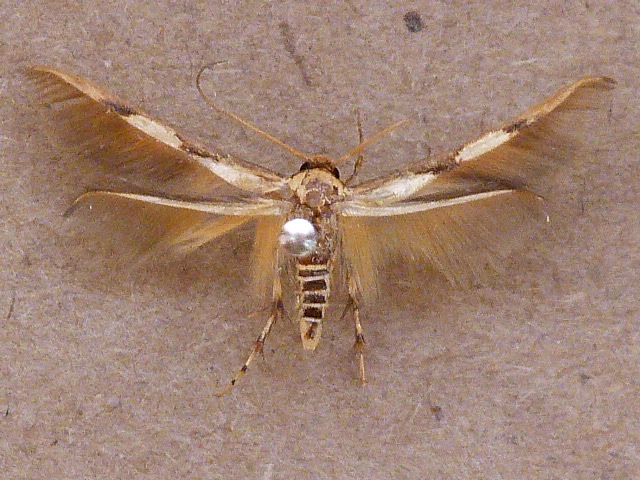 Stathmopoda sp1 African Moths