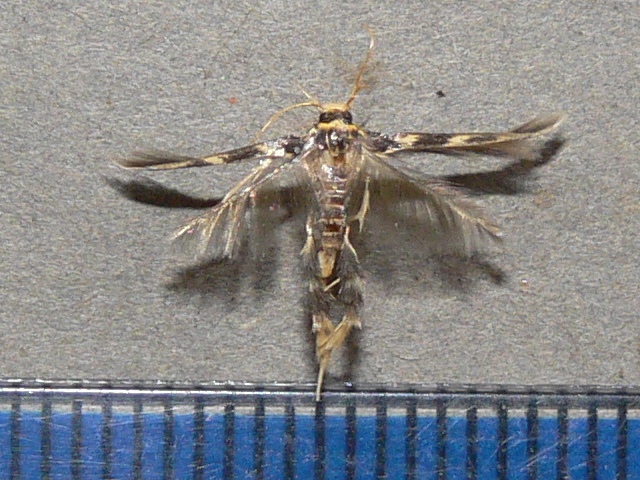 Stathmopoda sp2 African Moths