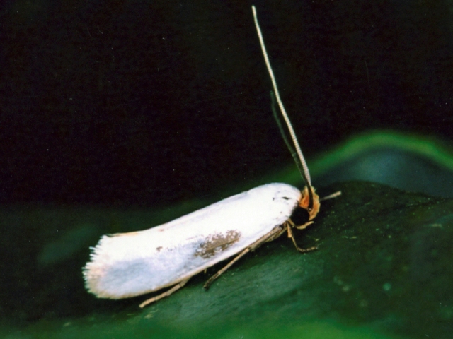 Edosa leucastis African Moths