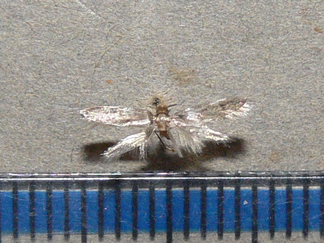 Phereoeca praecox African Moths