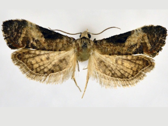 Actihema fibigeri African Moths