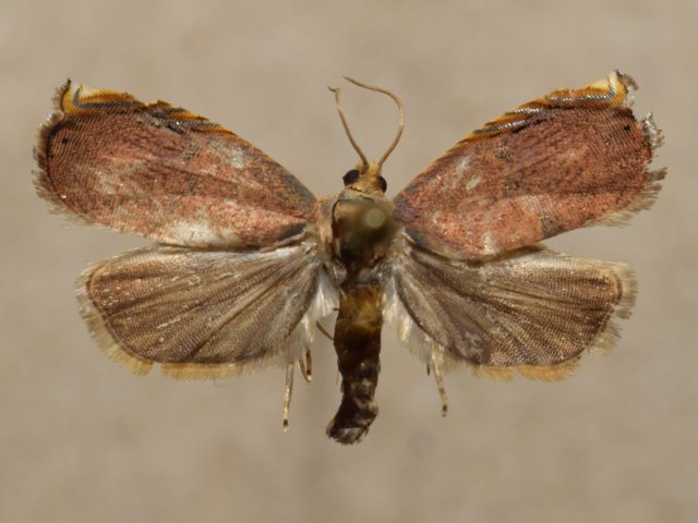 Mesotes chromataspis African Moths