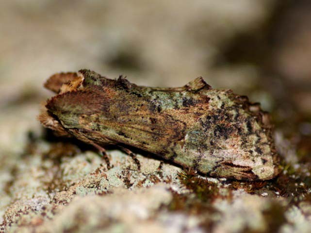Stemmatophalera curvilinea African Moths