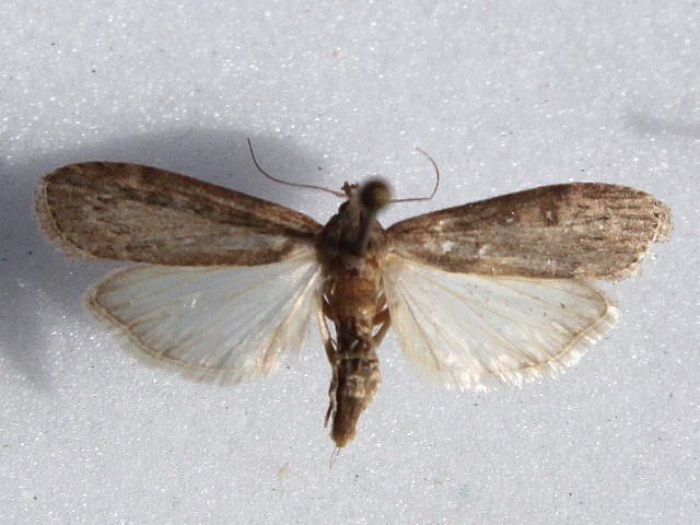 Lamoria adaptella African Moths
