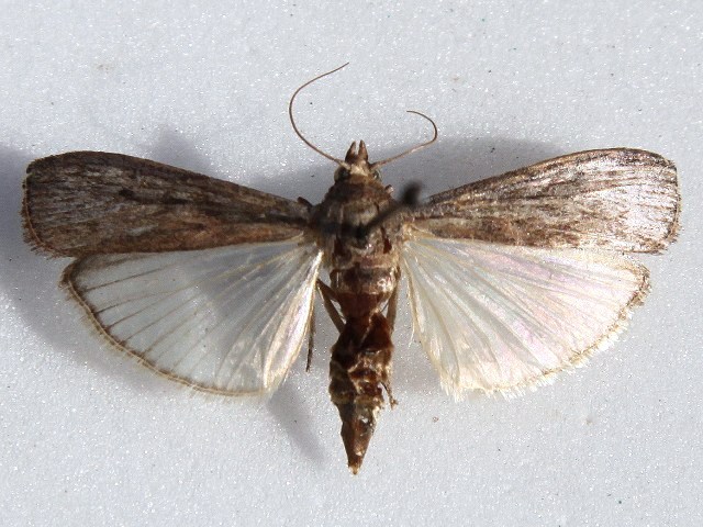 Mussidia nigrivenella African Moths