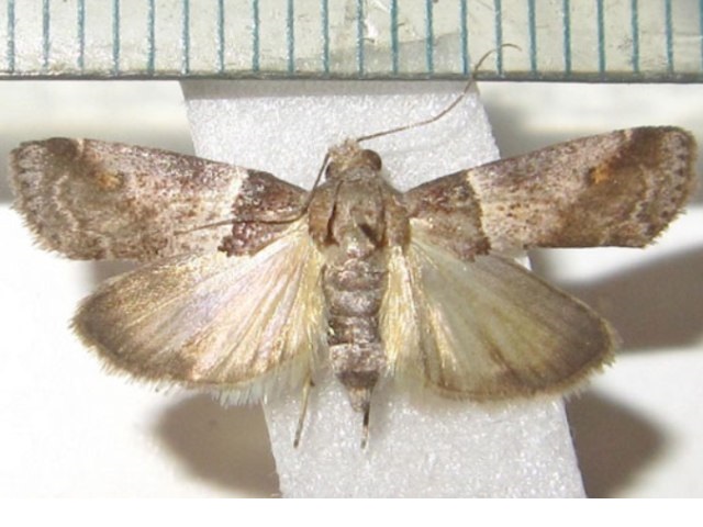 Hypotia saramitoi African Moths