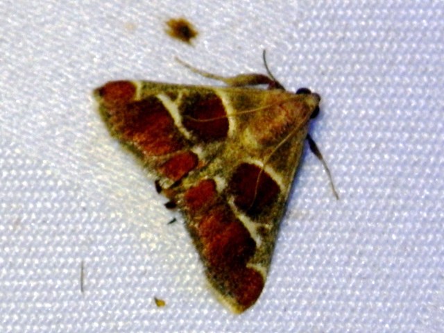 Hypotia sp2 African Moths