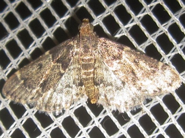 Pyralis manihotalis African Moths