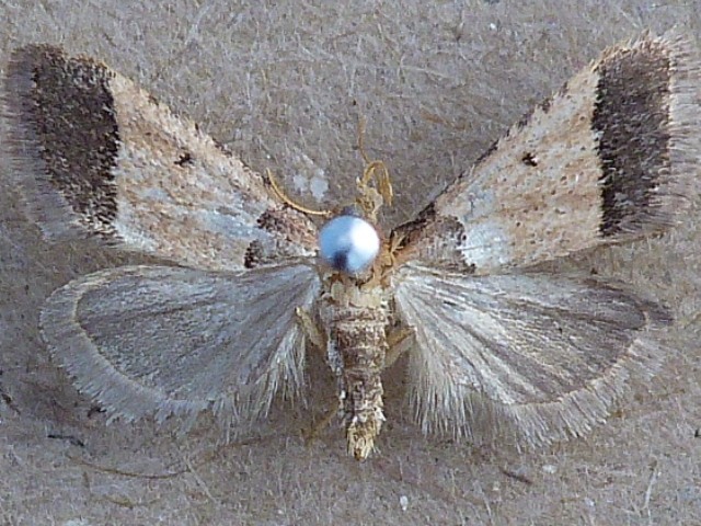 Aglossa sp1 African Moths