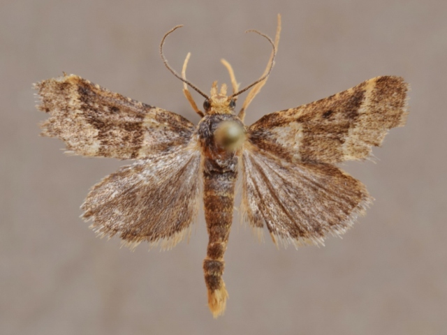Hypotia aglossalis African Moths