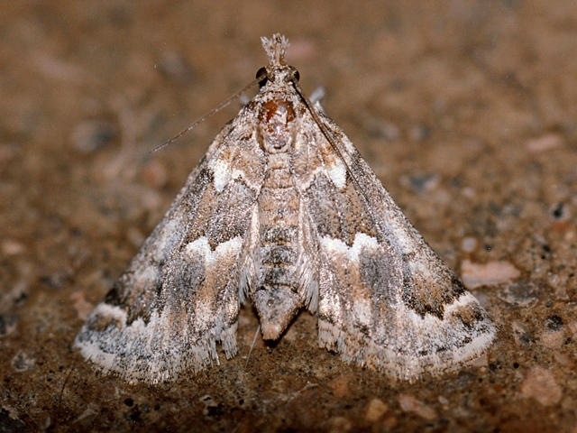 Hypotia bolinas African Moths