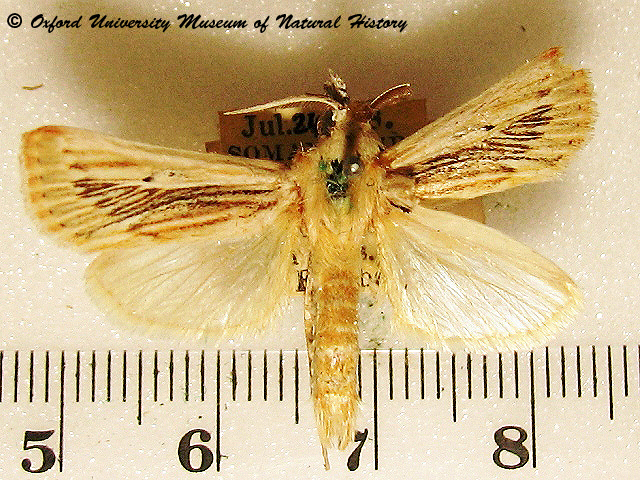 Hypotia perstrigata African Moths