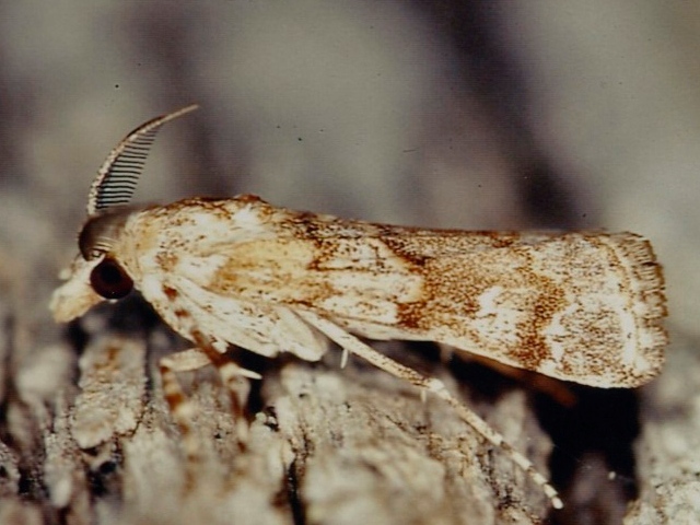 Hypotia sp1 African Moths