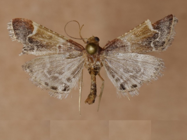 Pyralis farinalis African Moths