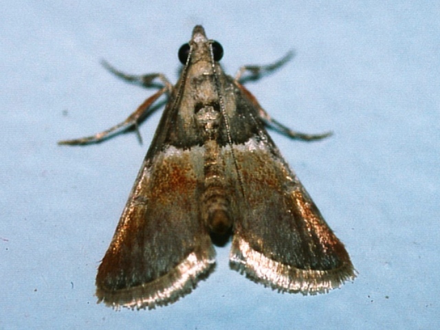 Pyralis sp1 African Moths
