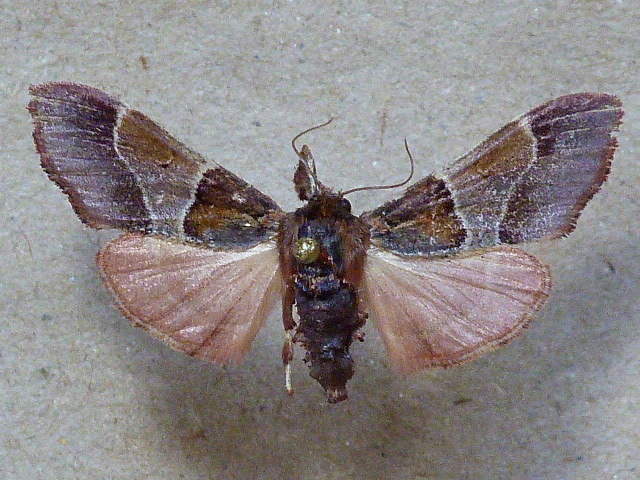 Sacada rosealis African Moths