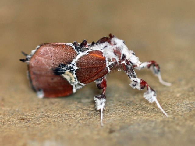 Sacada sp2 African Moths