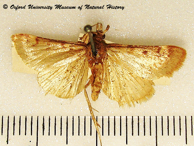 Zitha laminalis African Moths