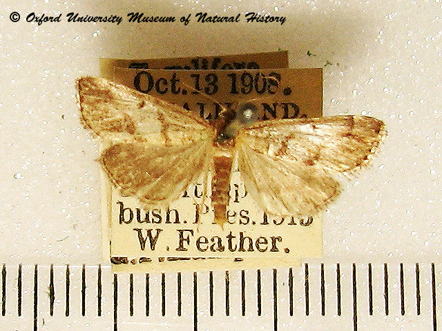 Zitha nigricinctalis African Moths