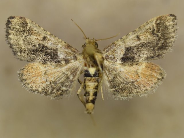 Zitha zonalis African Moths