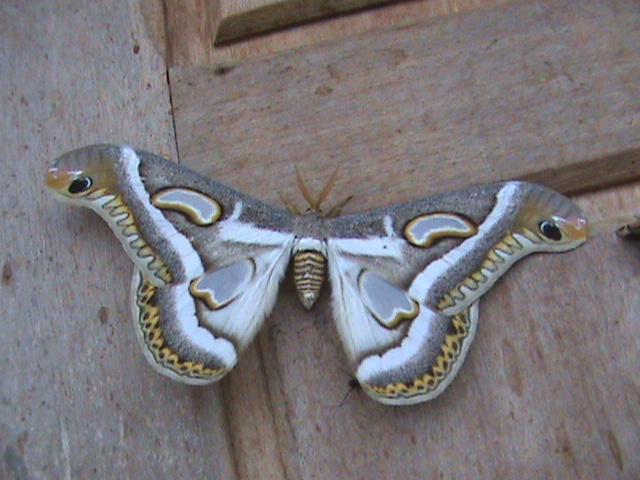 Epiphora mineti African Moths