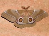 Gonimbrasia osiris African Moths
