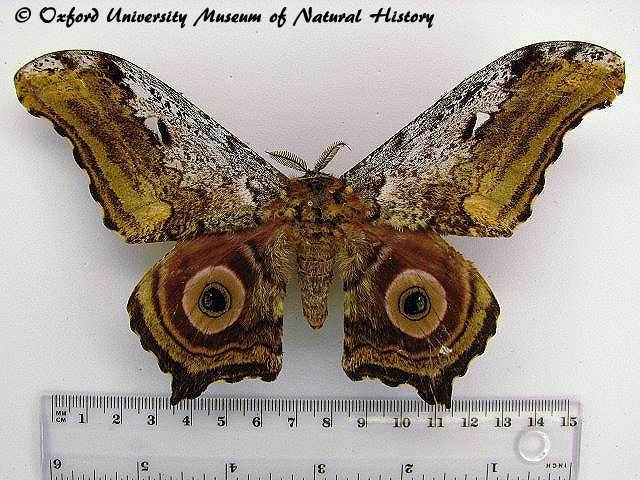 Athletes gigas African Moths