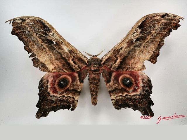 Athletes nyansae African Moths