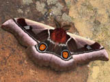 Bunaea alcinoe African Moths