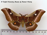 Bunaea alcinoe African Moths