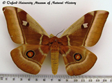 Bunaea alcinoe African Moths