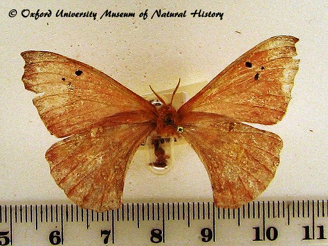 Eosia insignis African Moths