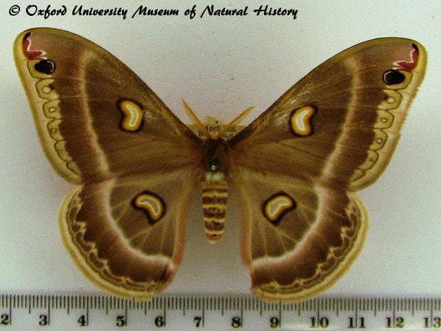 Epiphora imperator African Moths