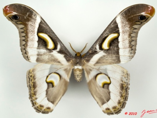 Epiphora perspicuus African Moths