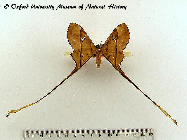 Eudaemonia argiphontes African Moths