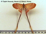 Eudaemonia argus African Moths