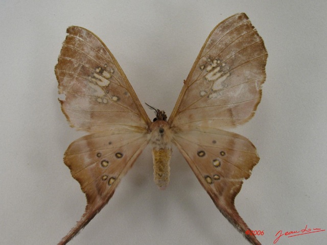 Eudaemonia trogophylla African Moths